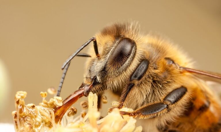 The Biggest Dangers to Honey Bees Today