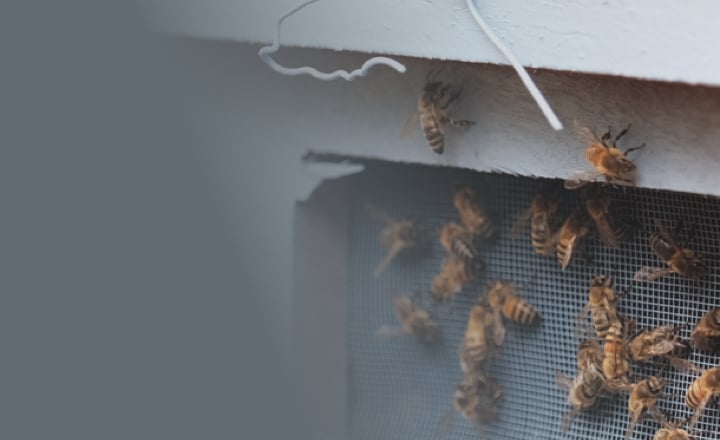 Solutions to Save the Bee | Ways to Help Pollinators