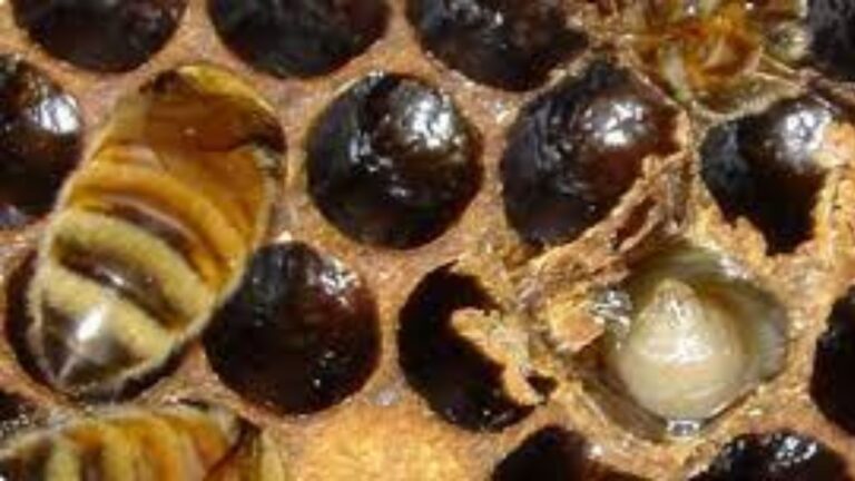 A beginner guide to honey bee viruses