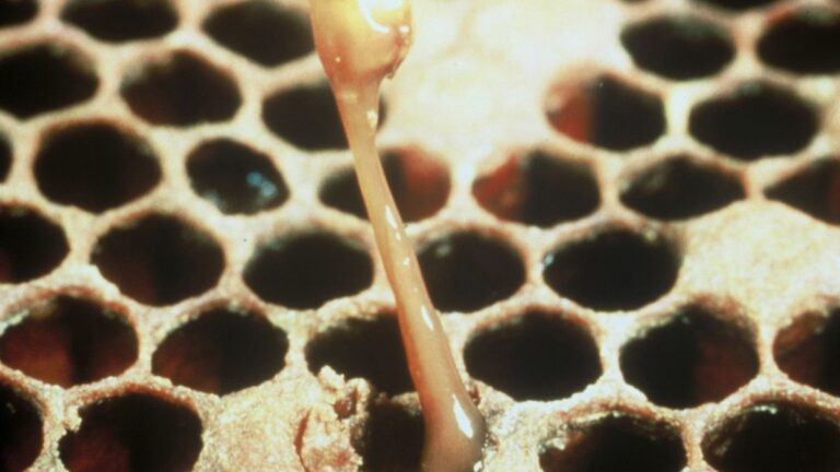 Common Bee Bacterial Infections