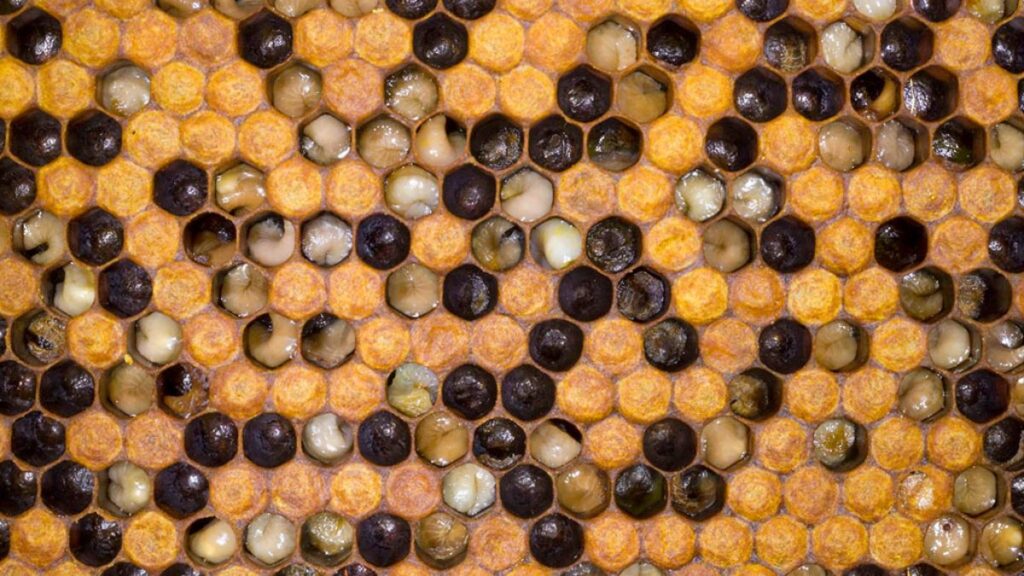 Common Bee Bacterial Infections