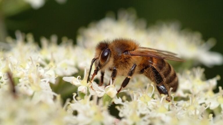 What do honey bees eat?