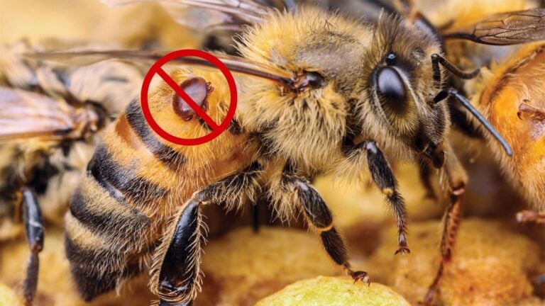 Beekeepers and the Global Fight Against Varroa Mites