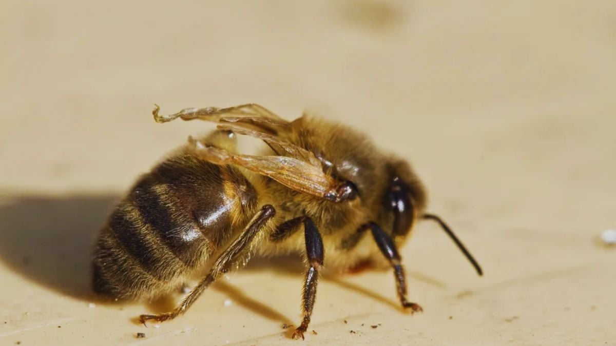 A beginner guide to honey bee viruses