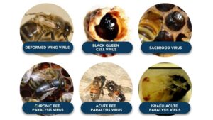 A beginner guide to honey bee viruses
