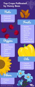 Top Crops Pollinated by Honey Bees Infographic