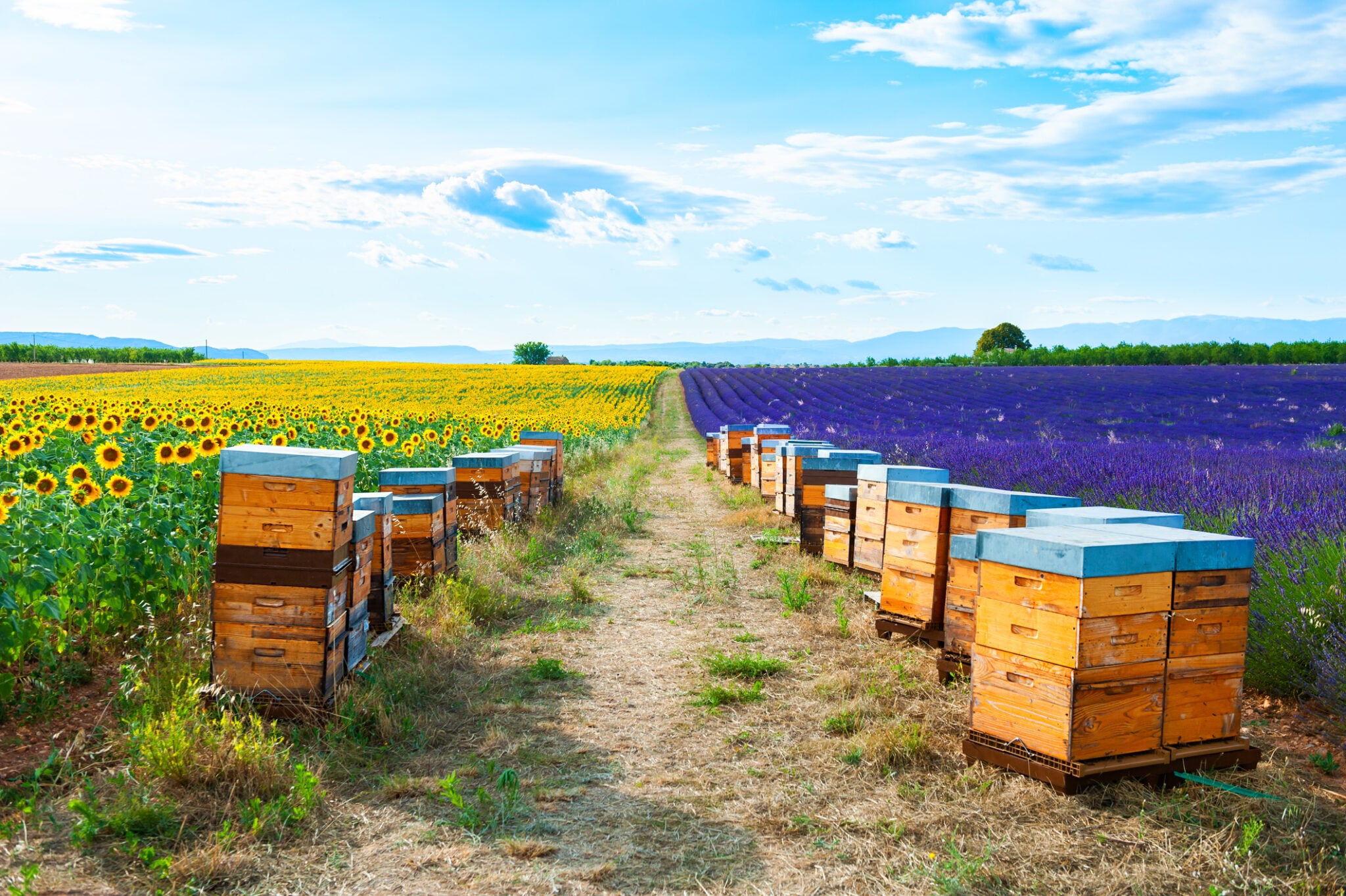 Beyond Honey: Why Bees Are the Most Important Living Beings on Earth