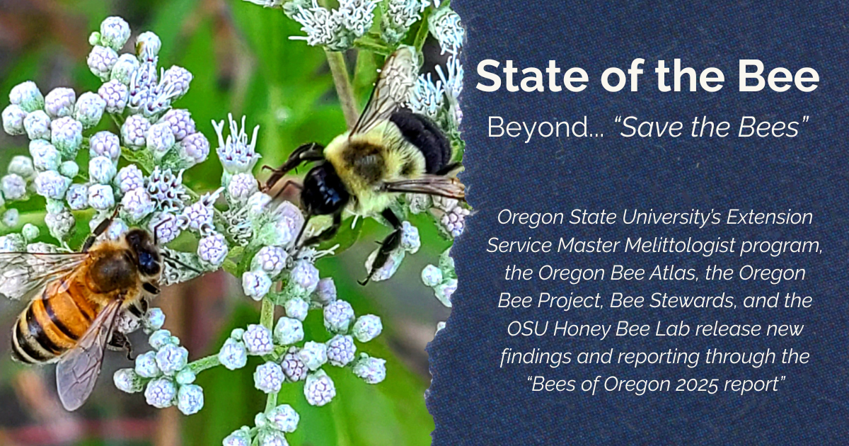 State of the Bee 2025/26: Beyond “Save the Bees” | Save the Bee